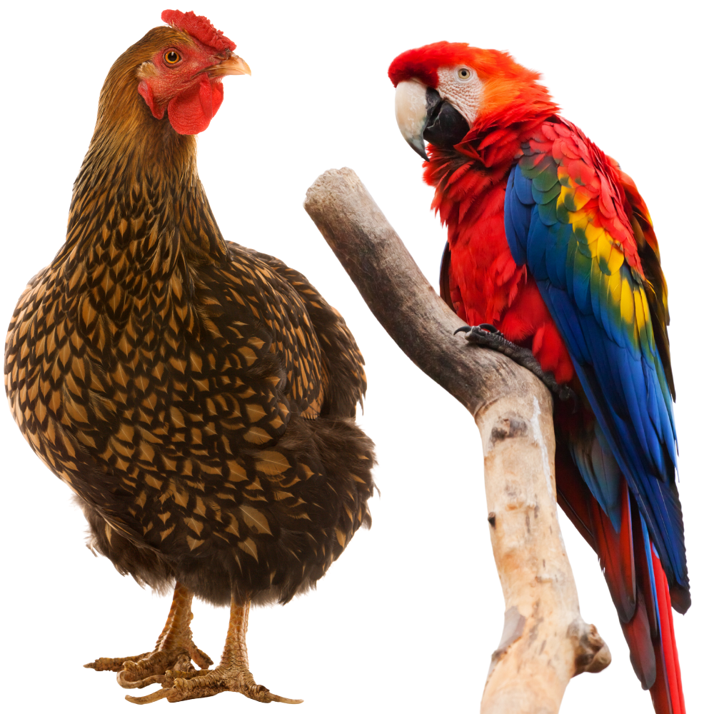 Muud loomad/linnud Archives - Lemmikupood